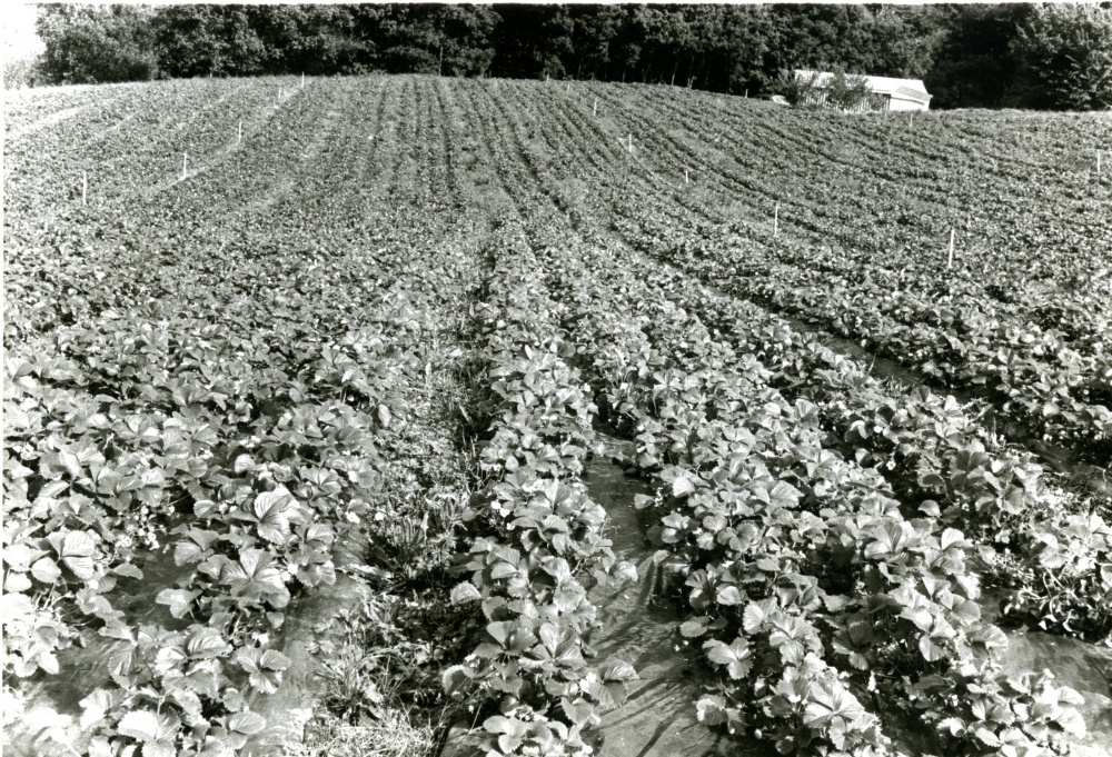 Fotos antiguas de Candamo - Aquella Asturias: Fotos antiguas de ...